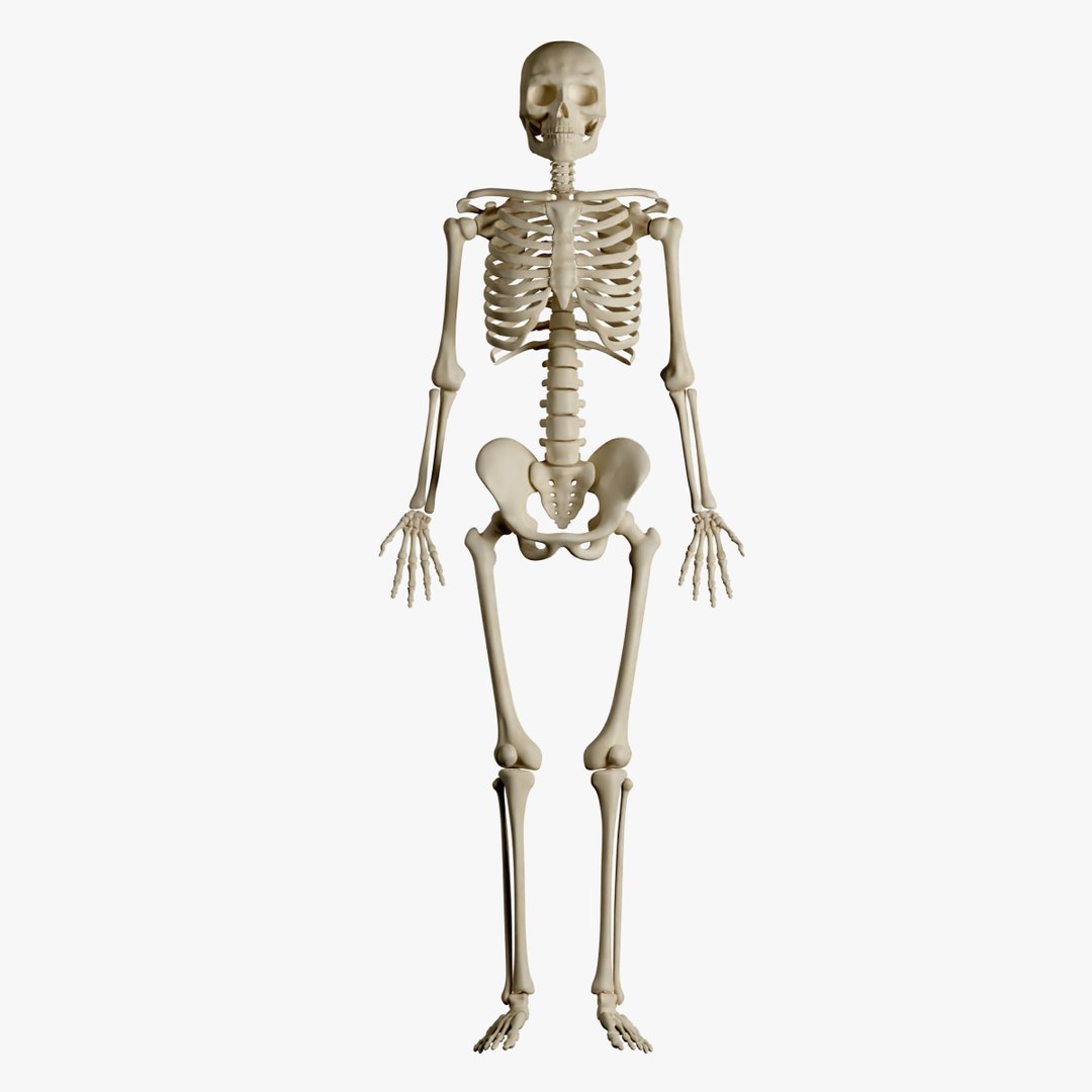 3D Human Male Skeleton - TurboSquid 1806667