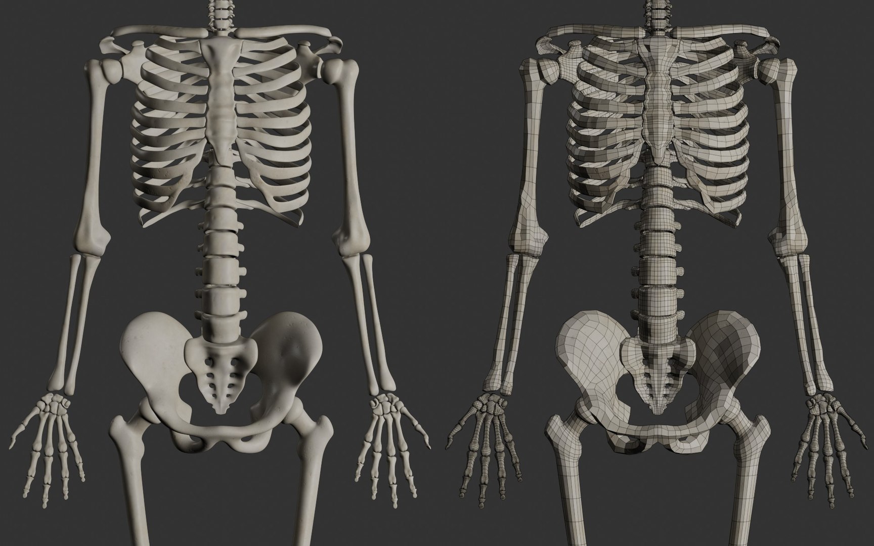 3D Human Male Skeleton - TurboSquid 1806667