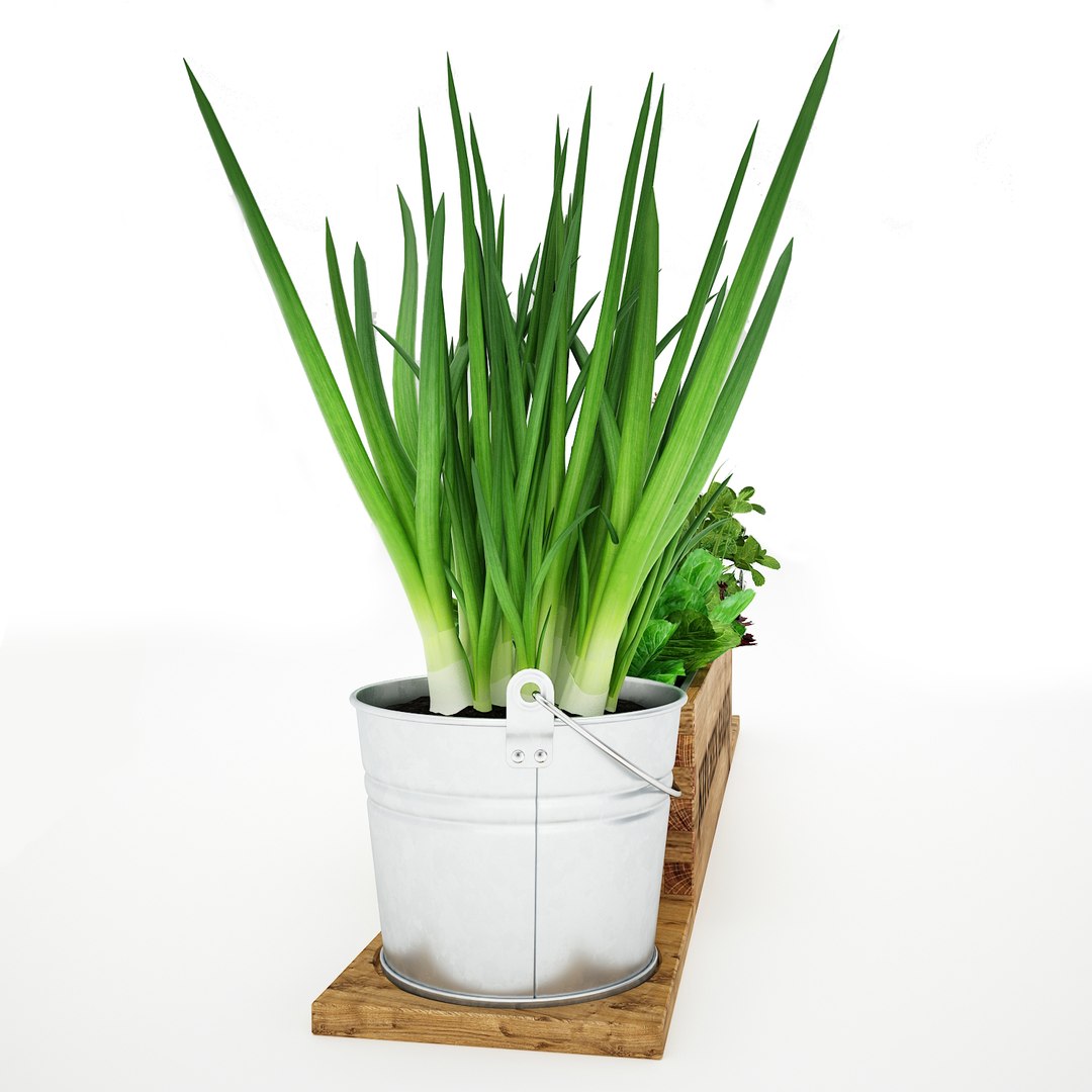 Kitchen Garden 3D Model - TurboSquid 1494305