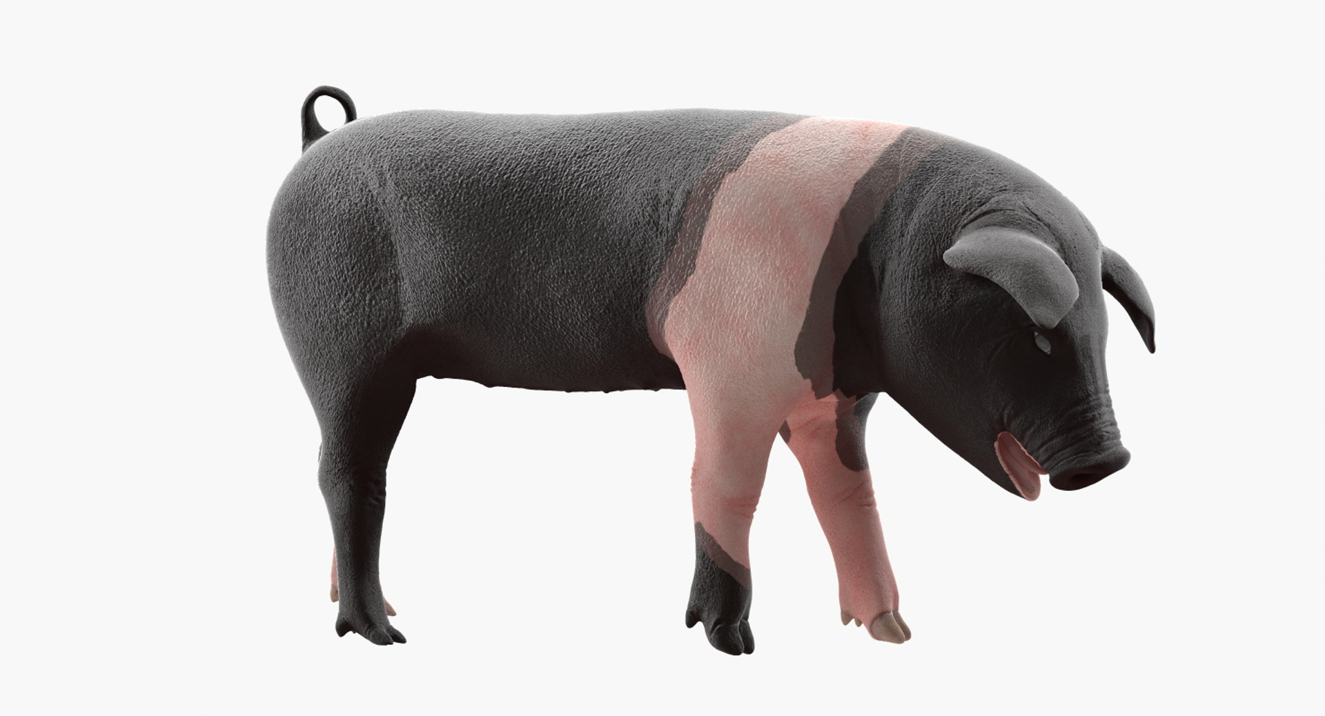 3D Hampshire Pig Piglet Standing - TurboSquid 1358013