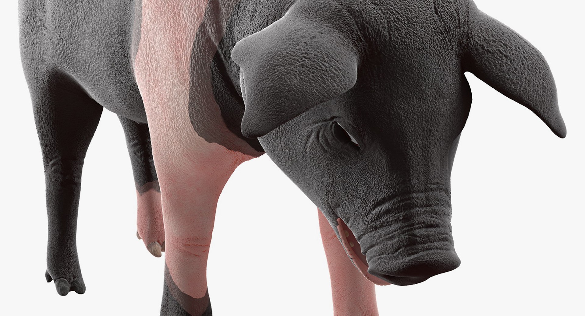 3D Hampshire Pig Piglet Standing - TurboSquid 1358013