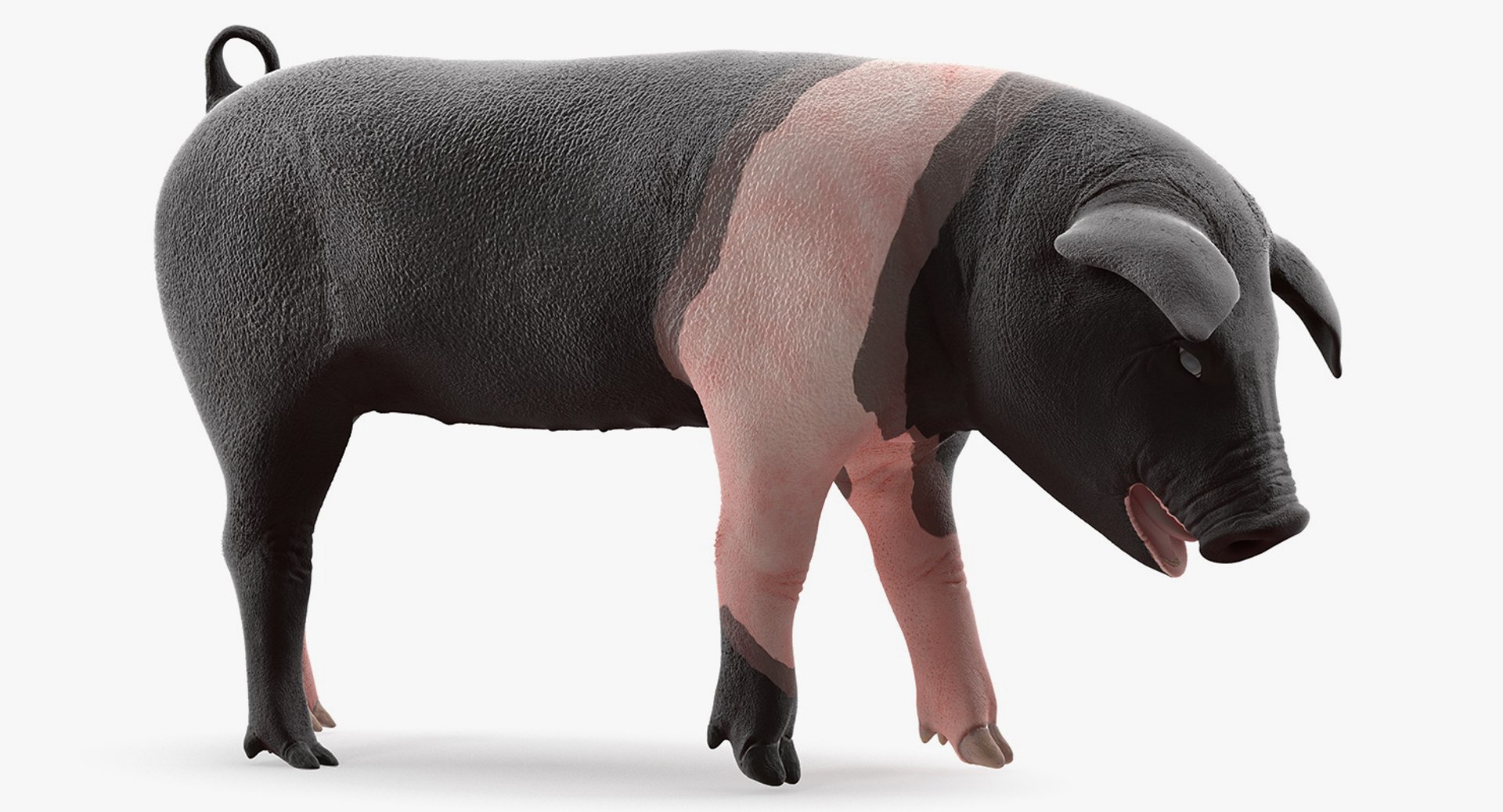 3D Hampshire Pig Piglet Standing - TurboSquid 1358013