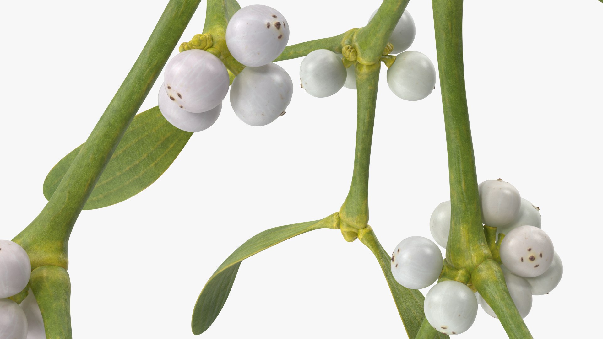 Mistletoe with Red Bow 3D model - TurboSquid 1804041