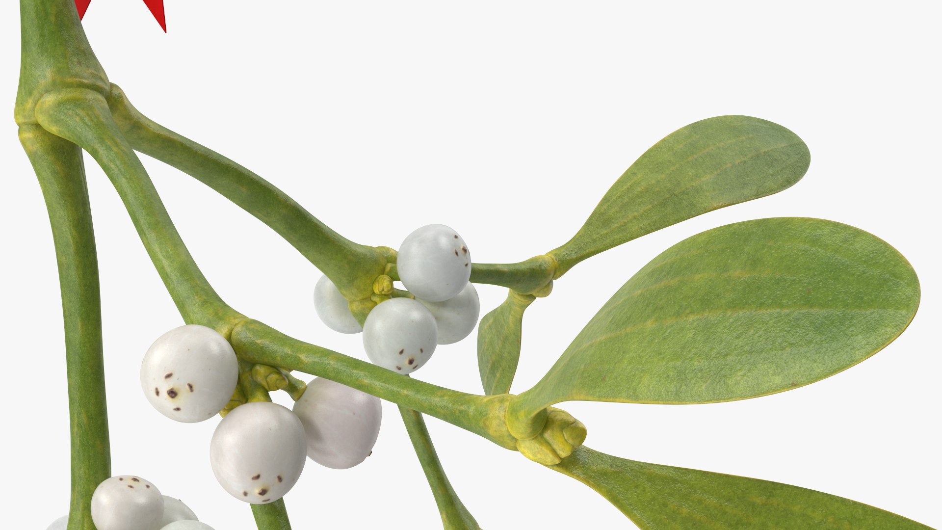 Mistletoe with Red Bow 3D model - TurboSquid 1804041