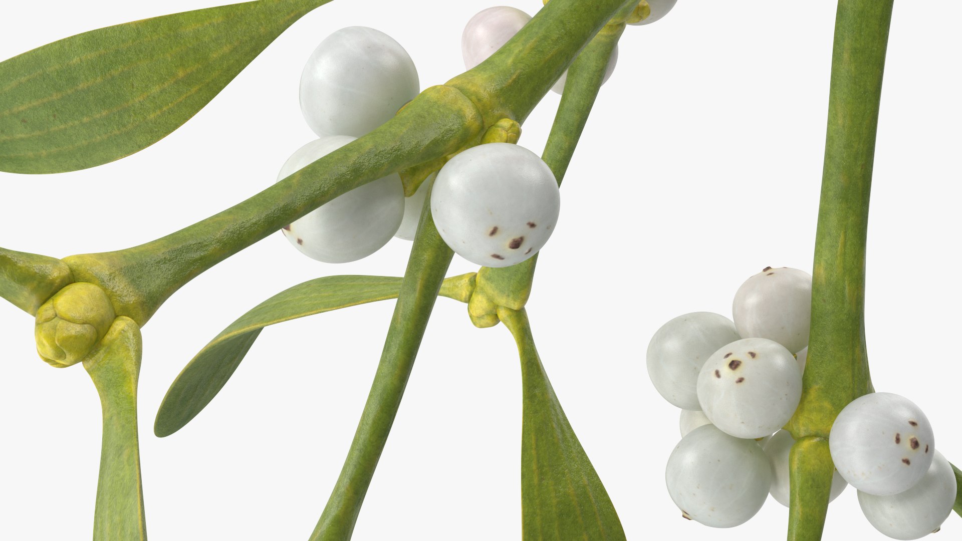 Mistletoe with Red Bow 3D model - TurboSquid 1804041