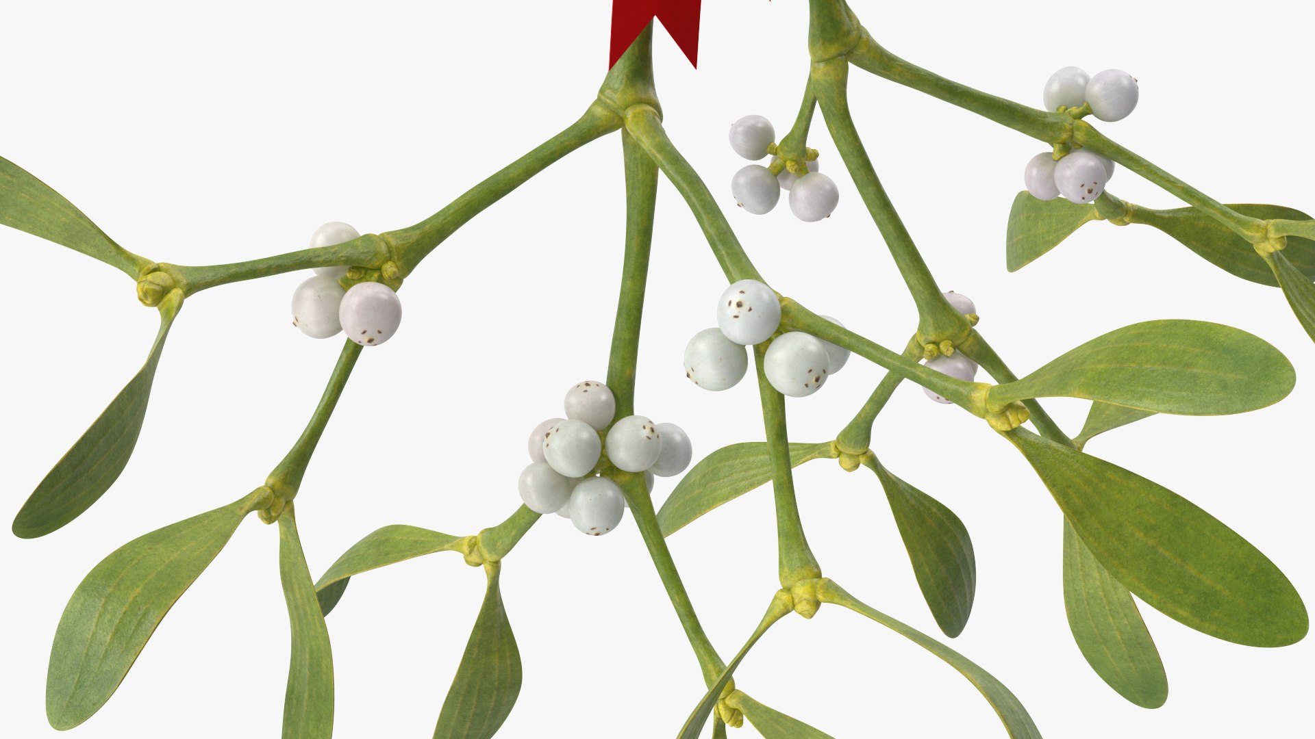 Mistletoe with Red Bow 3D model - TurboSquid 1804041