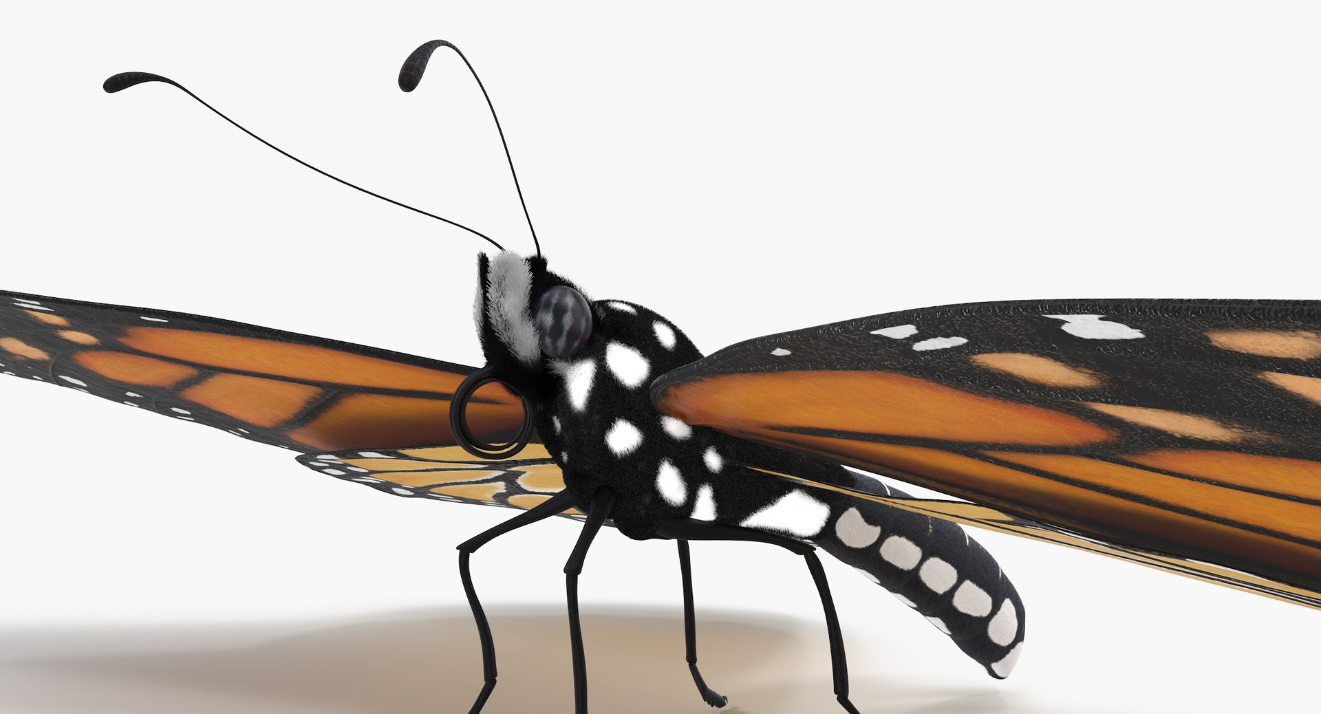 3d Model Monarch Butterfly 03