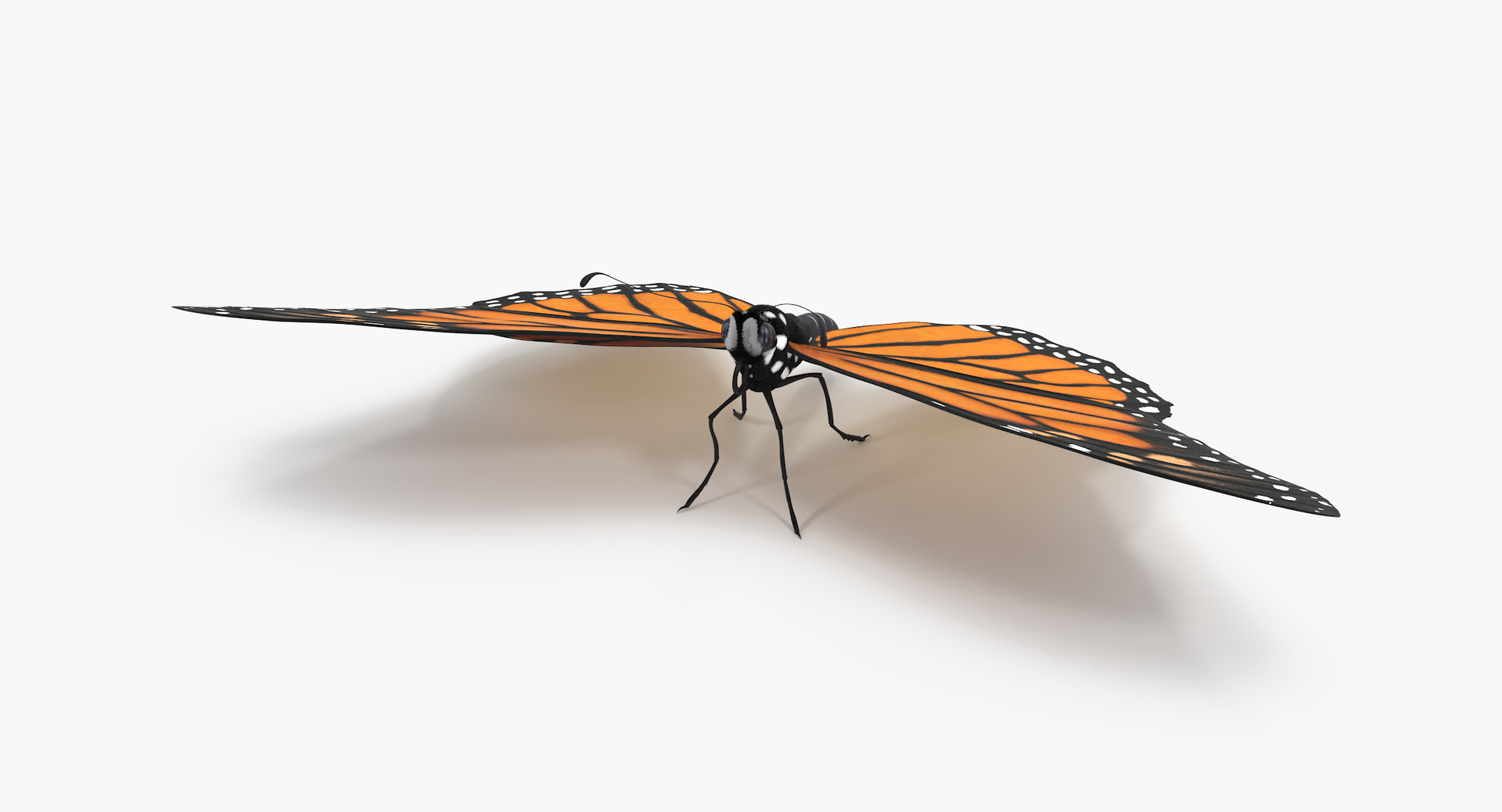 3d Model Monarch Butterfly 03