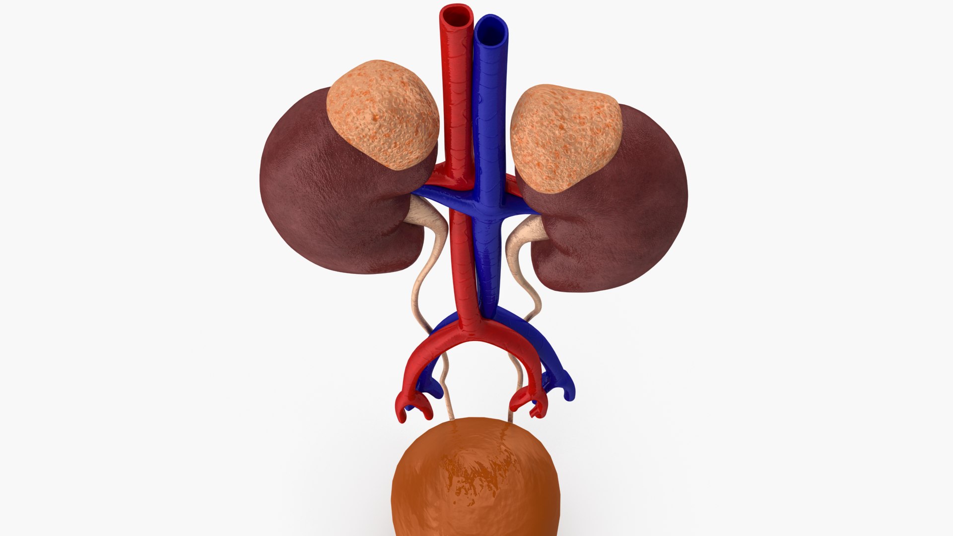 Urinary System Realistic 3D Model - TurboSquid 1784990