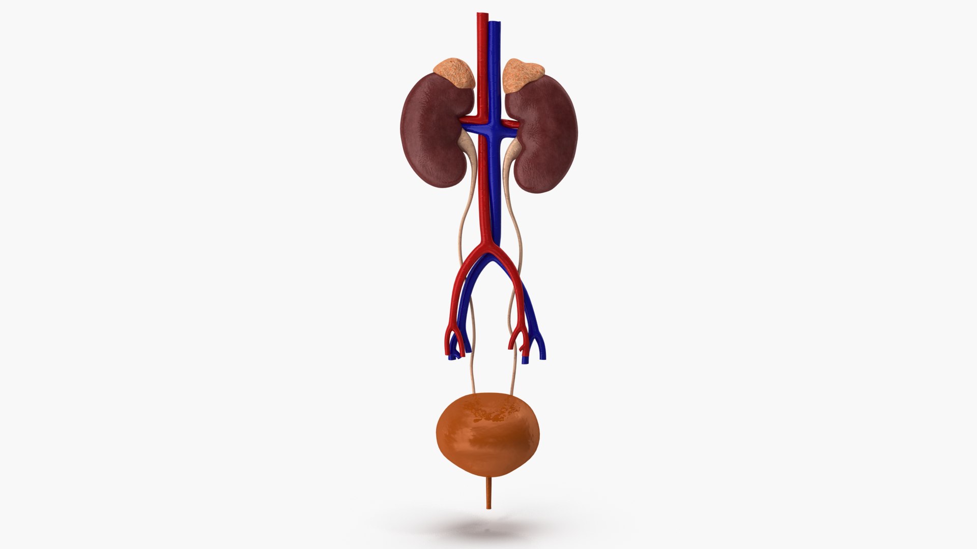 Urinary System Realistic 3D Model - TurboSquid 1784990