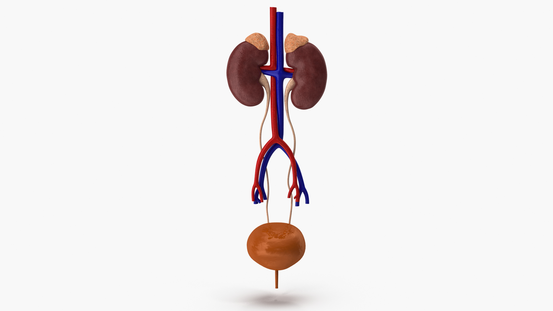 Urinary System Realistic 3D model - TurboSquid 1784990