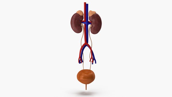 Urinary System Realistic 3D model - TurboSquid 1784990