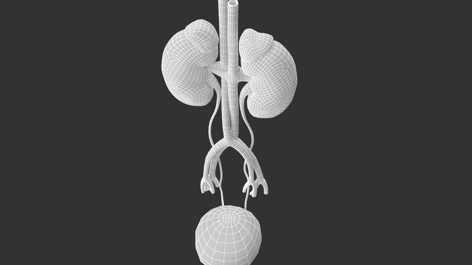 Urinary System Realistic 3D Model - TurboSquid 1784990