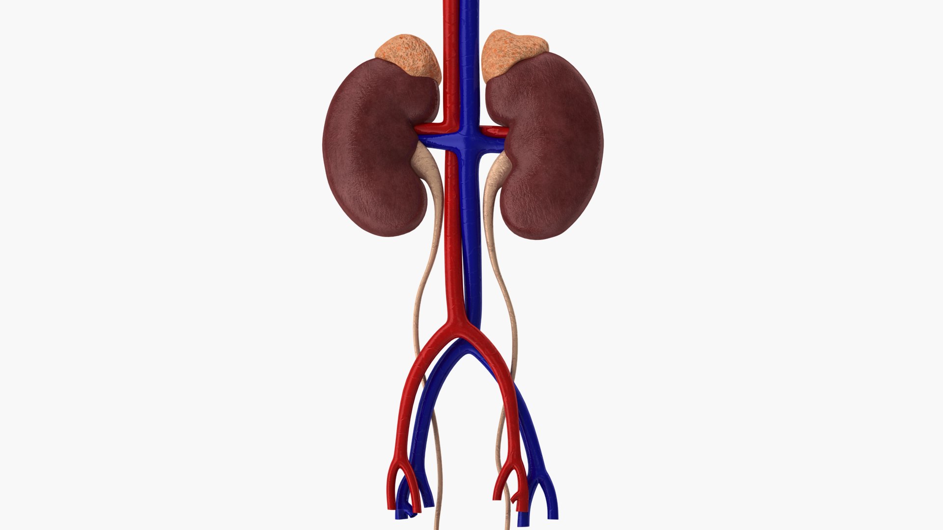 Urinary System Realistic 3D Model - TurboSquid 1784990