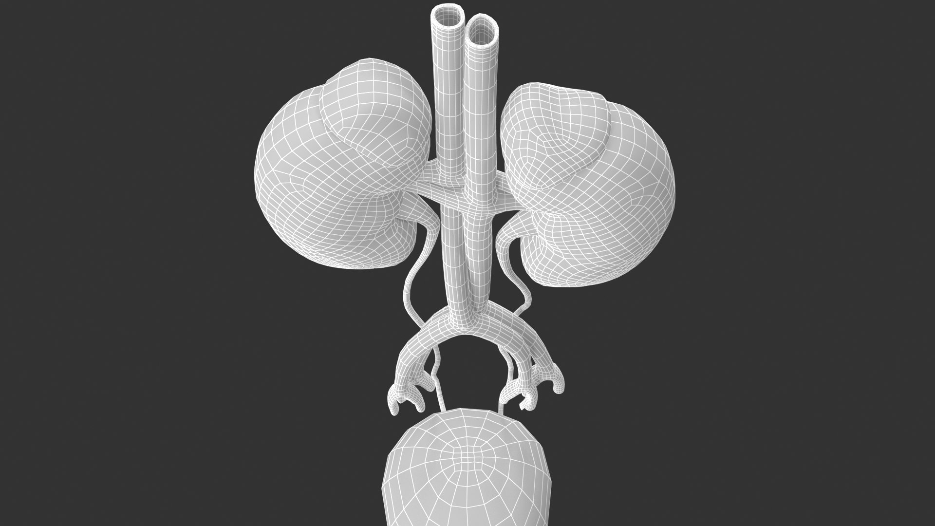 Urinary System Realistic 3D Model - TurboSquid 1784990