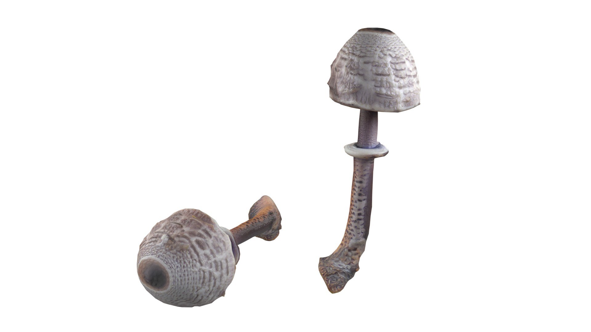 3D Mushroom 17 Model - TurboSquid 2384686