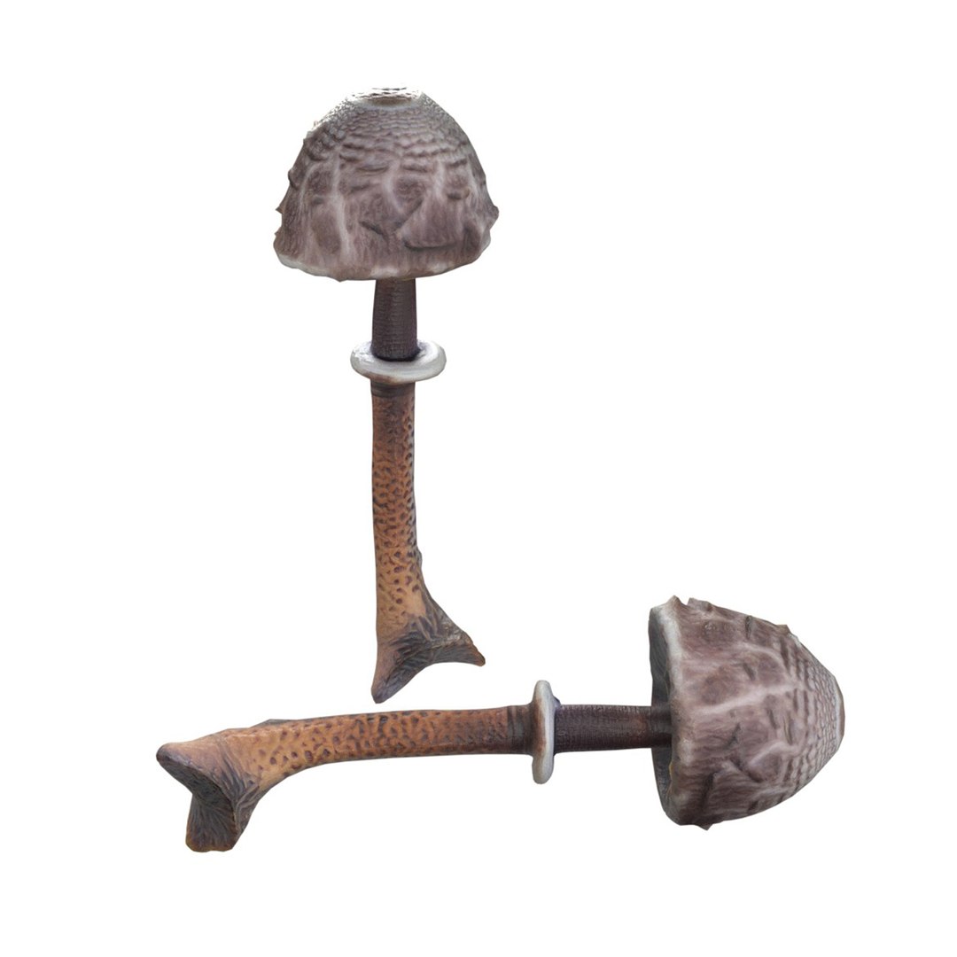 3D Mushroom 17 Model - TurboSquid 2384686