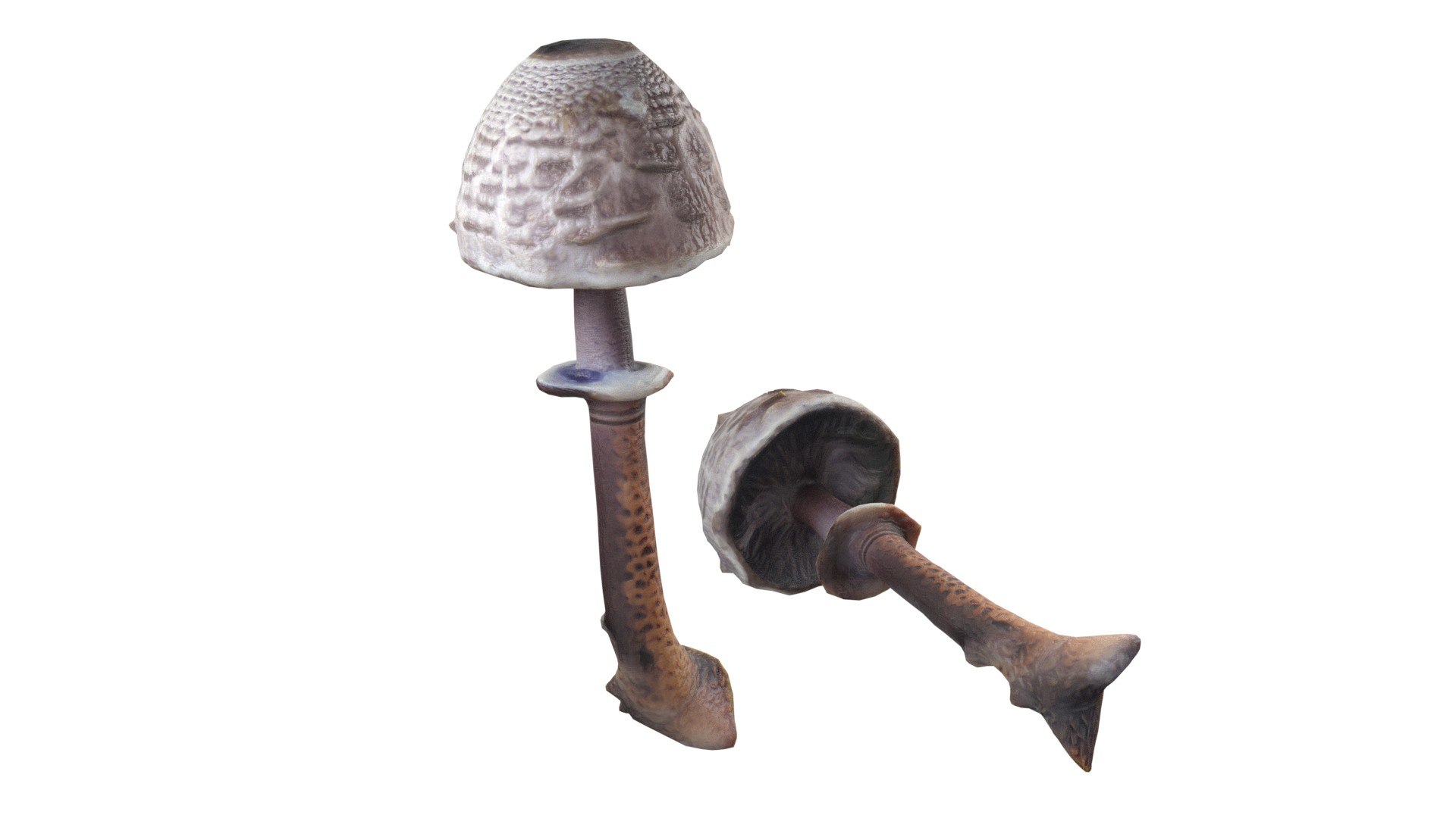 3D Mushroom 17 Model - TurboSquid 2384686