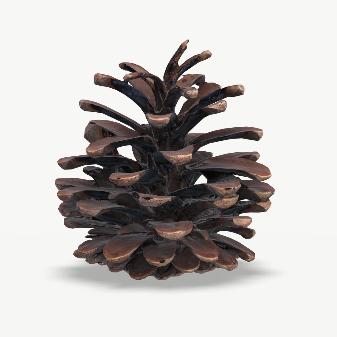 High Quality Scan Pine Cone - 2 Model - TurboSquid 2189891