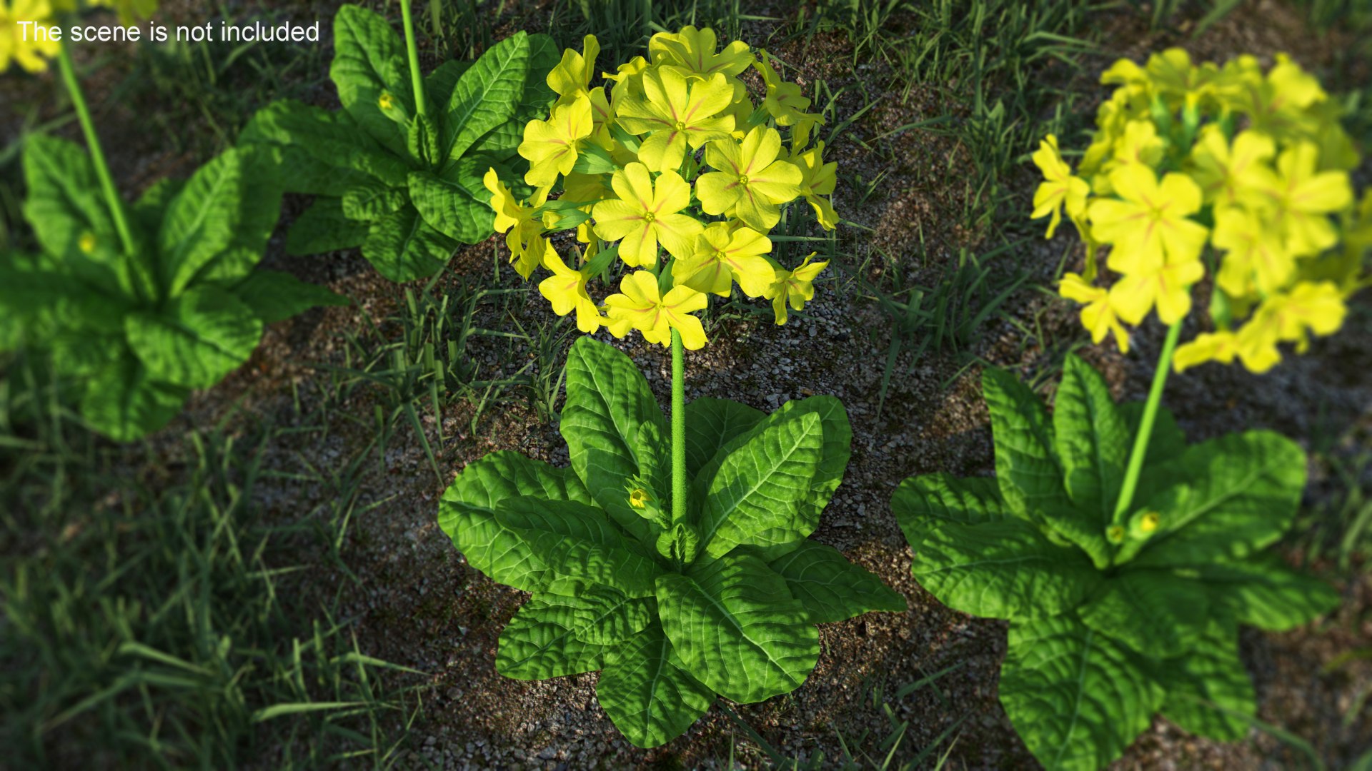 3D Model Primrose Flower Yellow Fur - TurboSquid 2065644