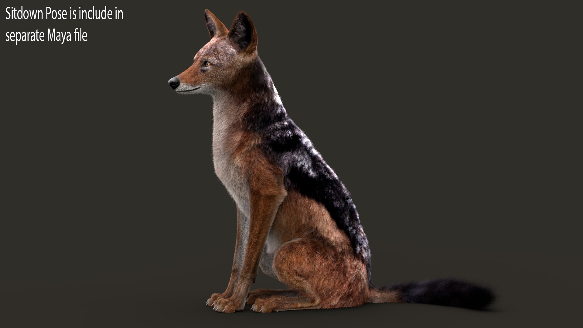 Black Backed Jackal FUR Rigged 3D - TurboSquid 2029127