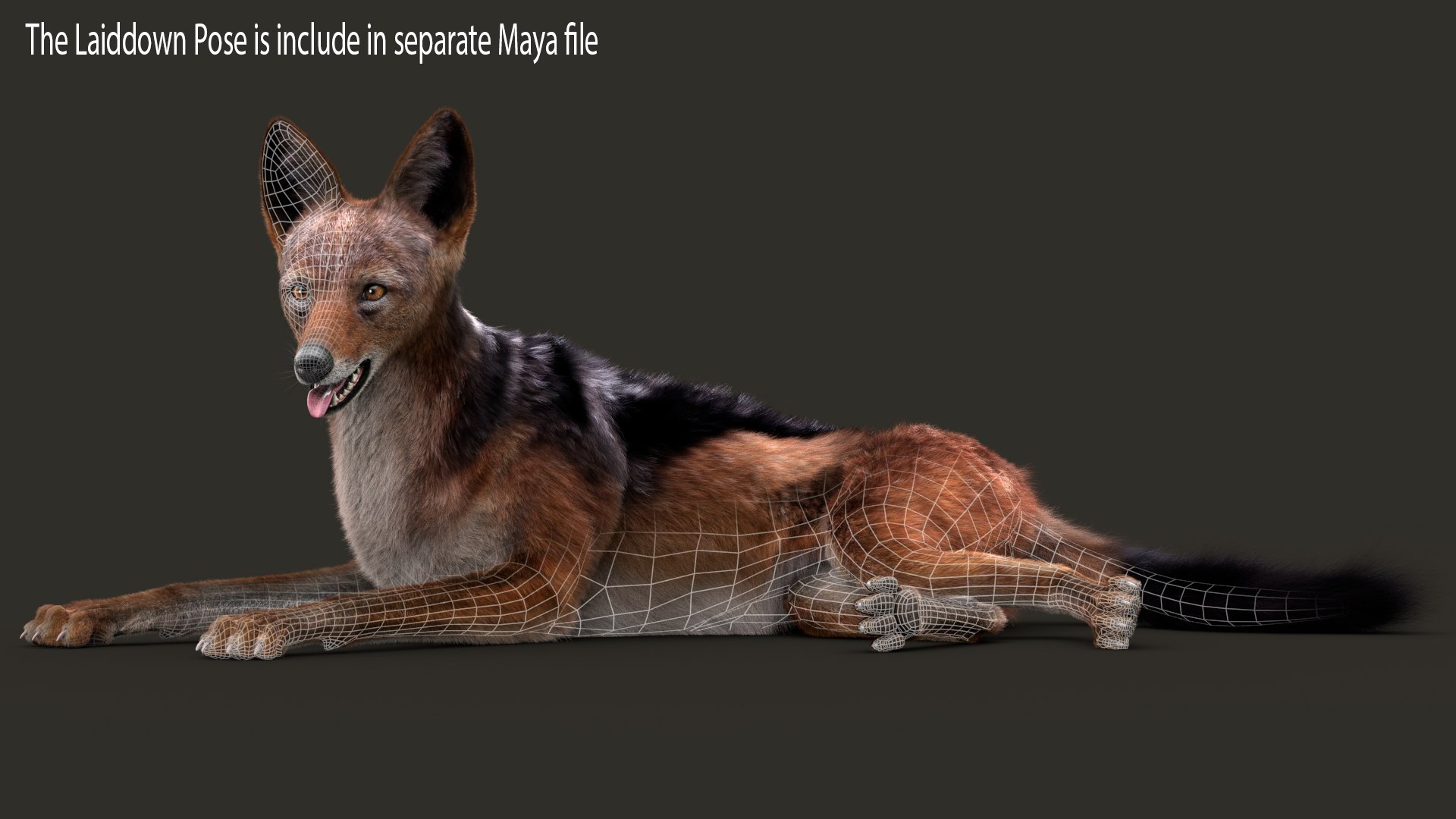 Black Backed Jackal FUR Rigged 3D - TurboSquid 2029127