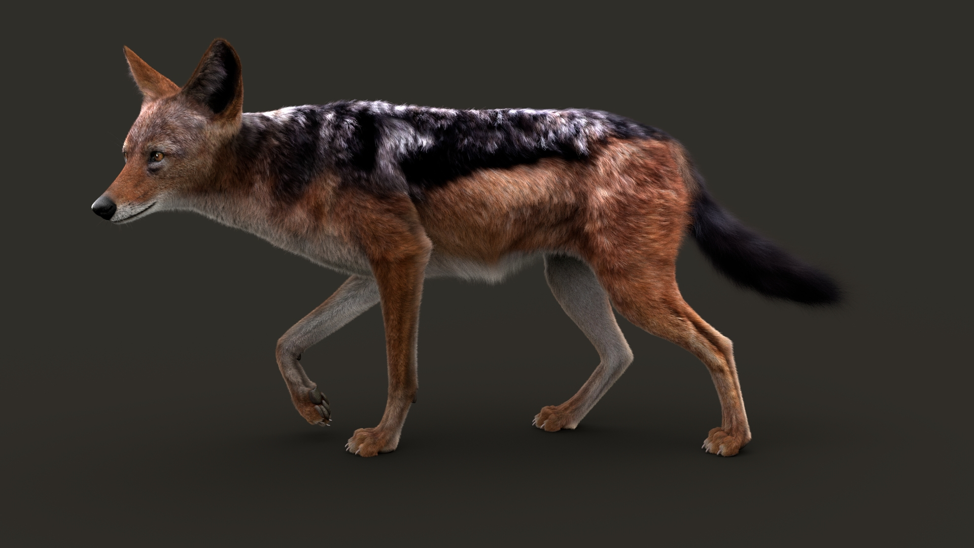 Black Backed Jackal FUR Rigged 3D - TurboSquid 2029127