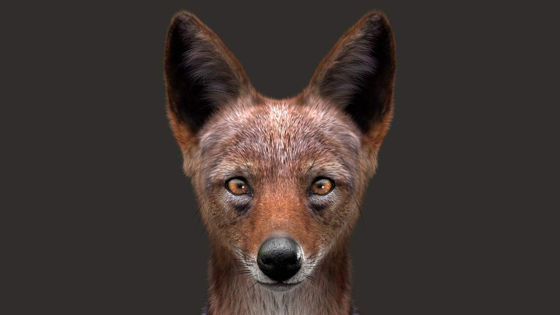 Black Backed Jackal FUR Rigged 3D - TurboSquid 2029127