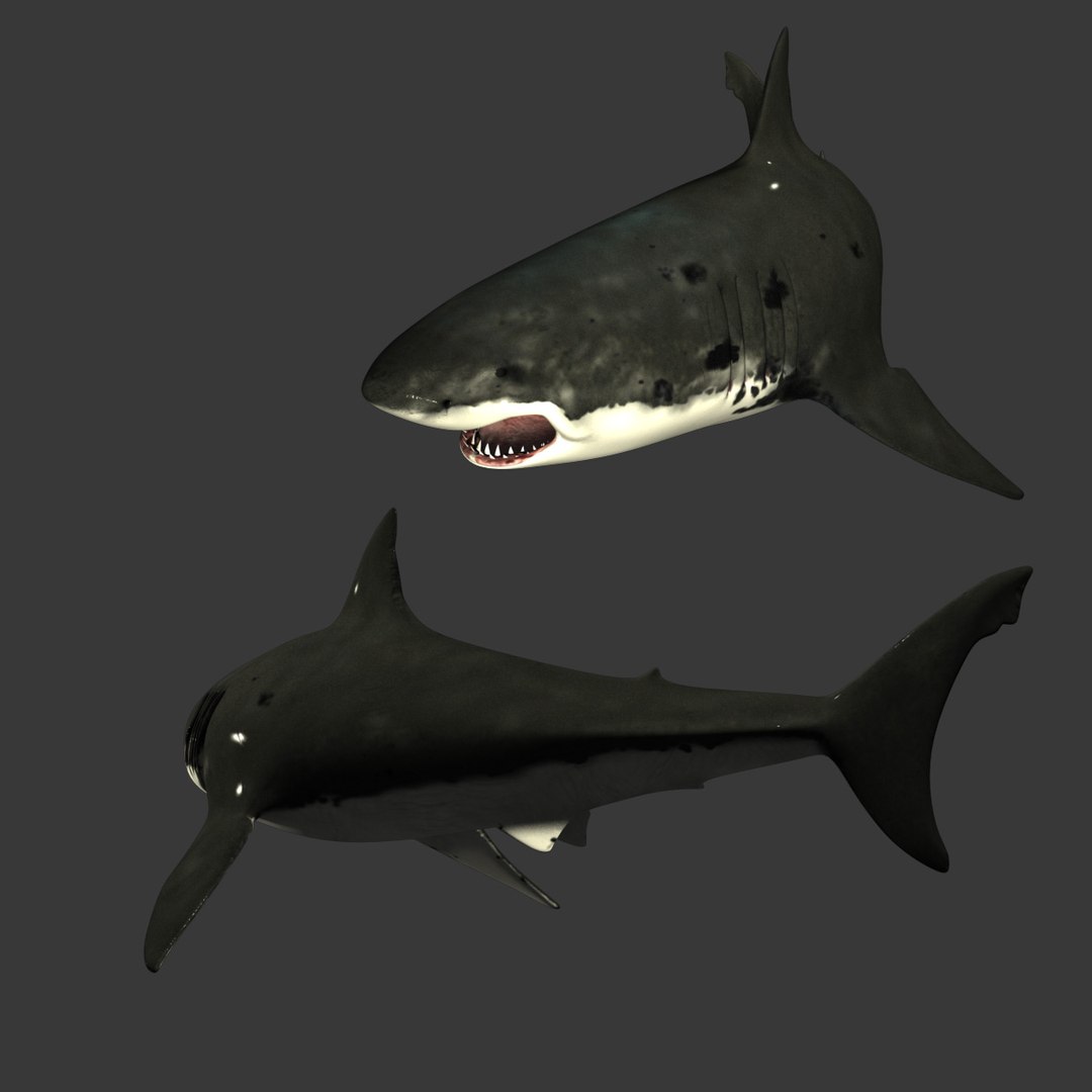 Max Great White Shark