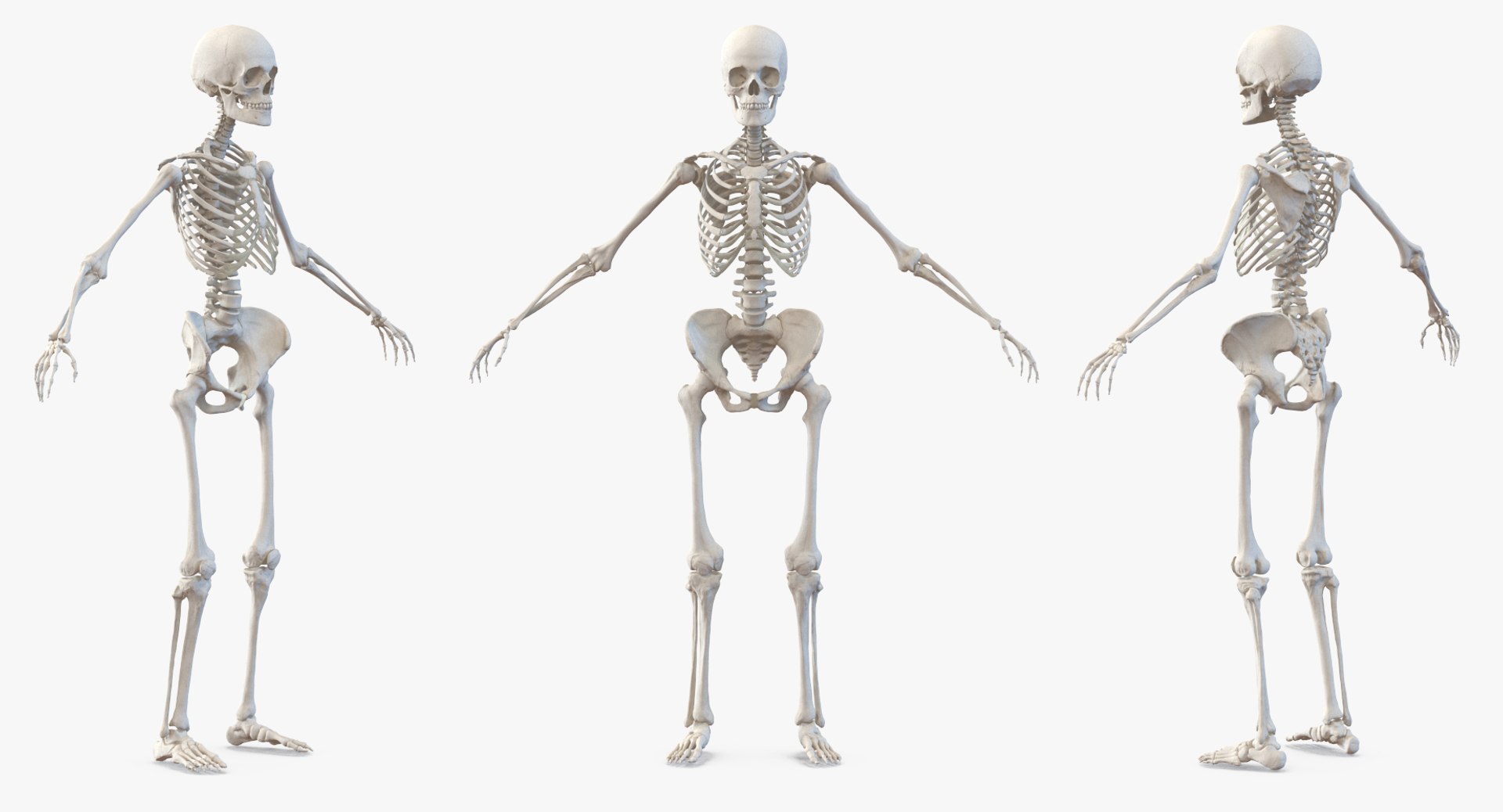3D Female Body Skeleton - TurboSquid 1230779