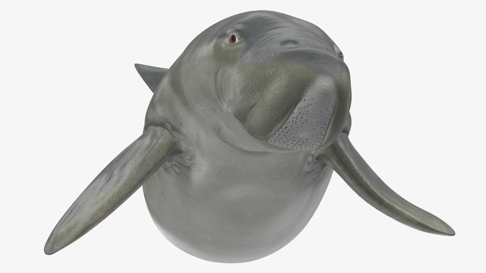 3D dugong playful pose - TurboSquid 1518990