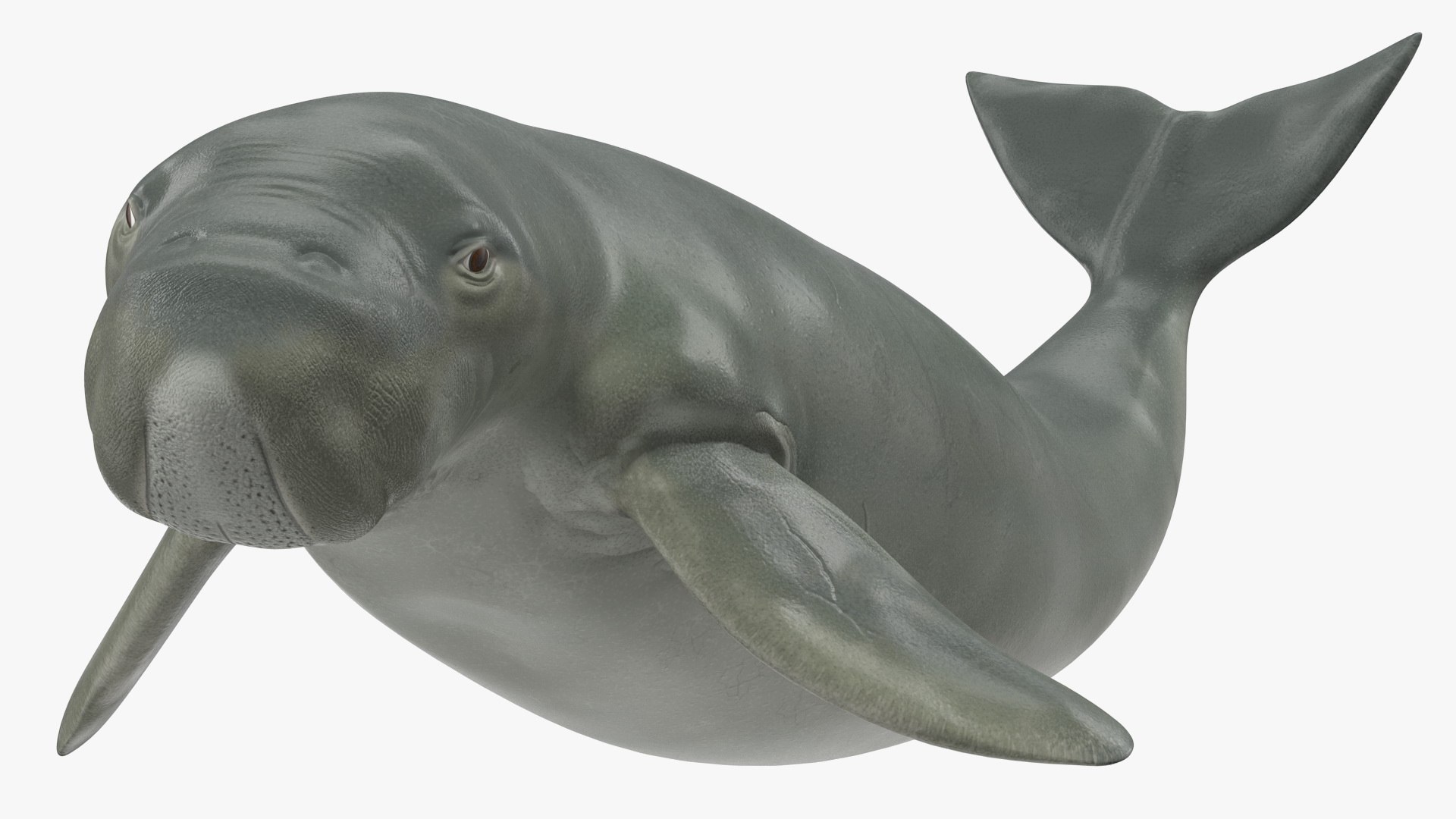 3D dugong playful pose - TurboSquid 1518990