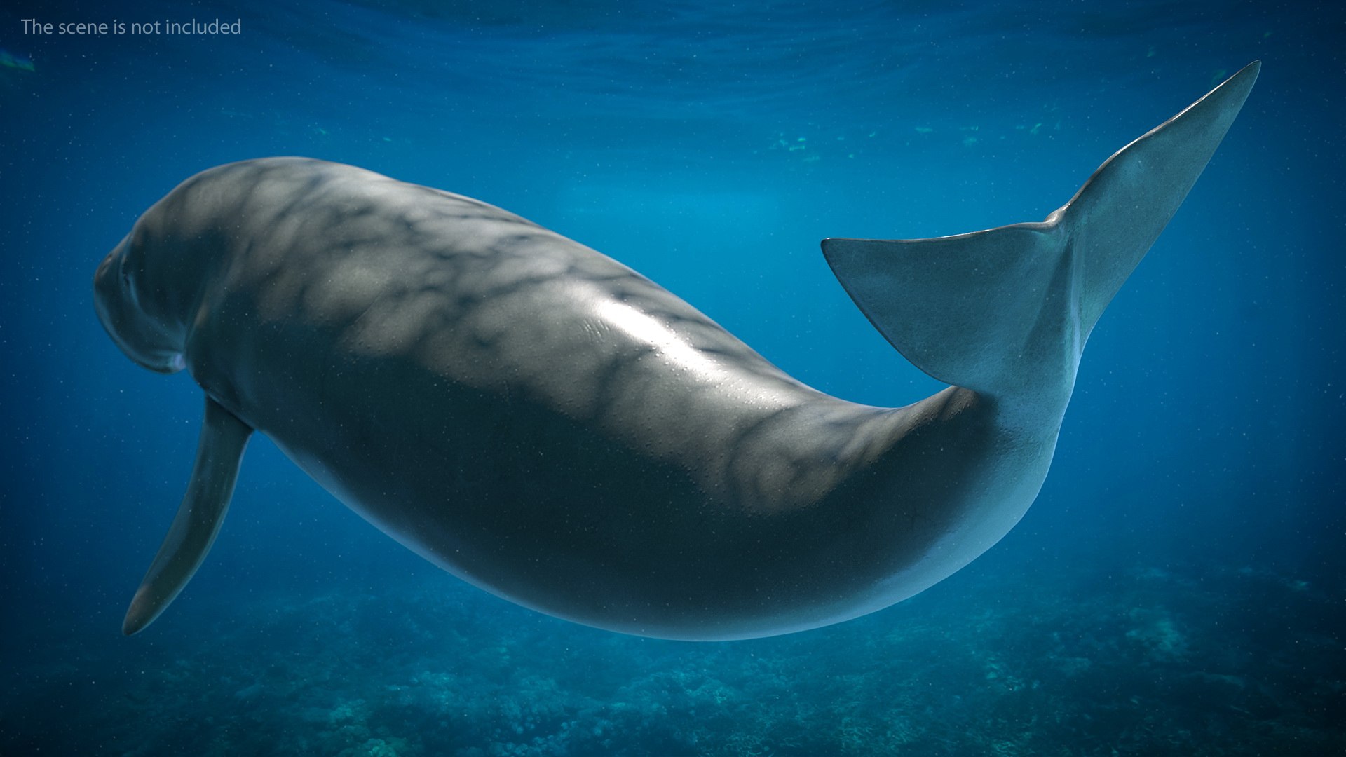 3D Dugong Playful Pose - TurboSquid 1518990