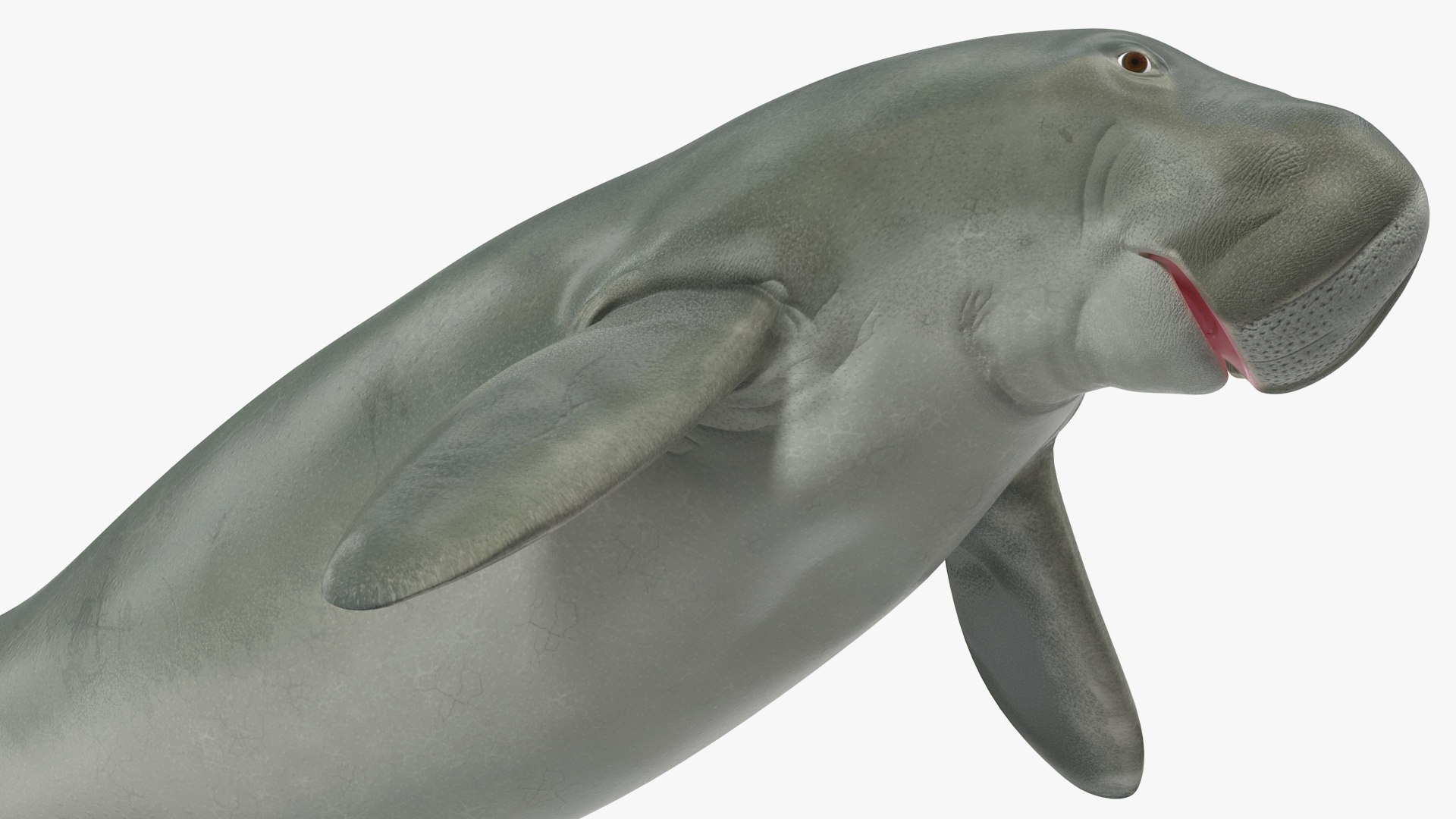 3D dugong playful pose - TurboSquid 1518990