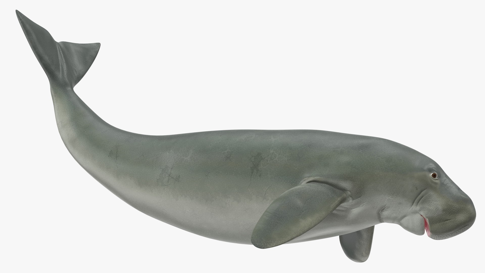 3D dugong playful pose - TurboSquid 1518990