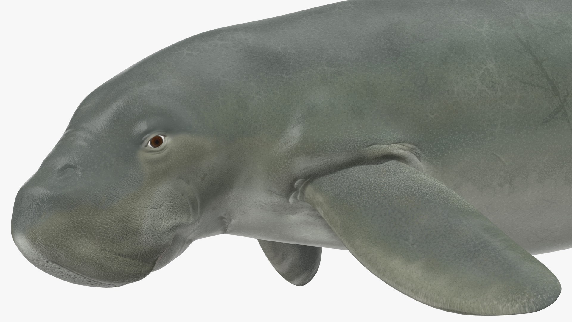 3D dugong playful pose - TurboSquid 1518990