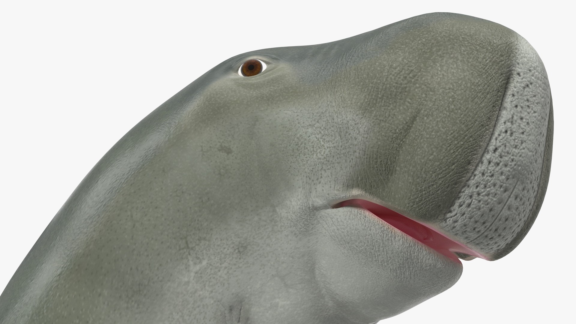 3D dugong playful pose - TurboSquid 1518990