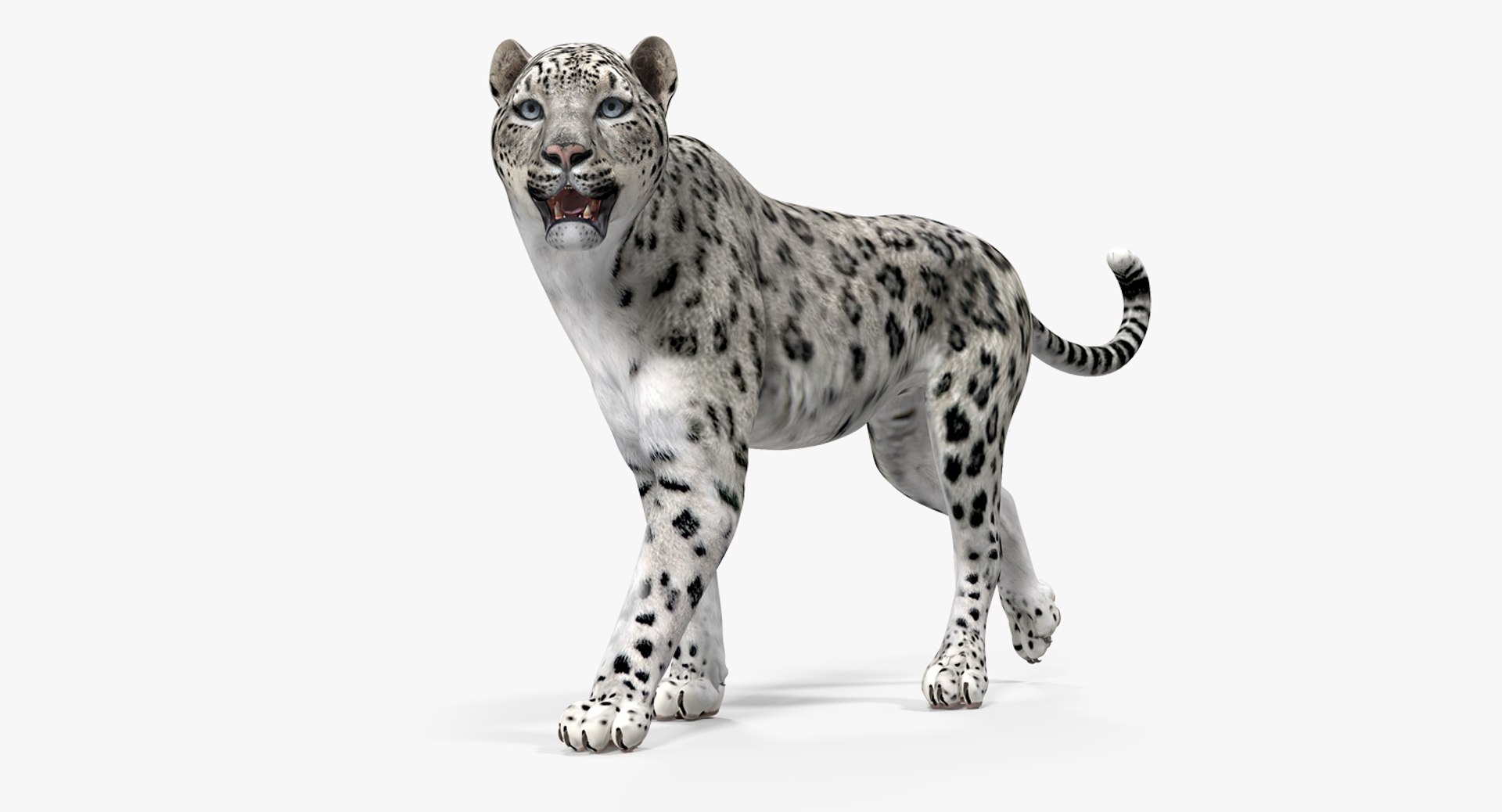 3D Model Snow Leopard Walking Pose - TurboSquid 1297441