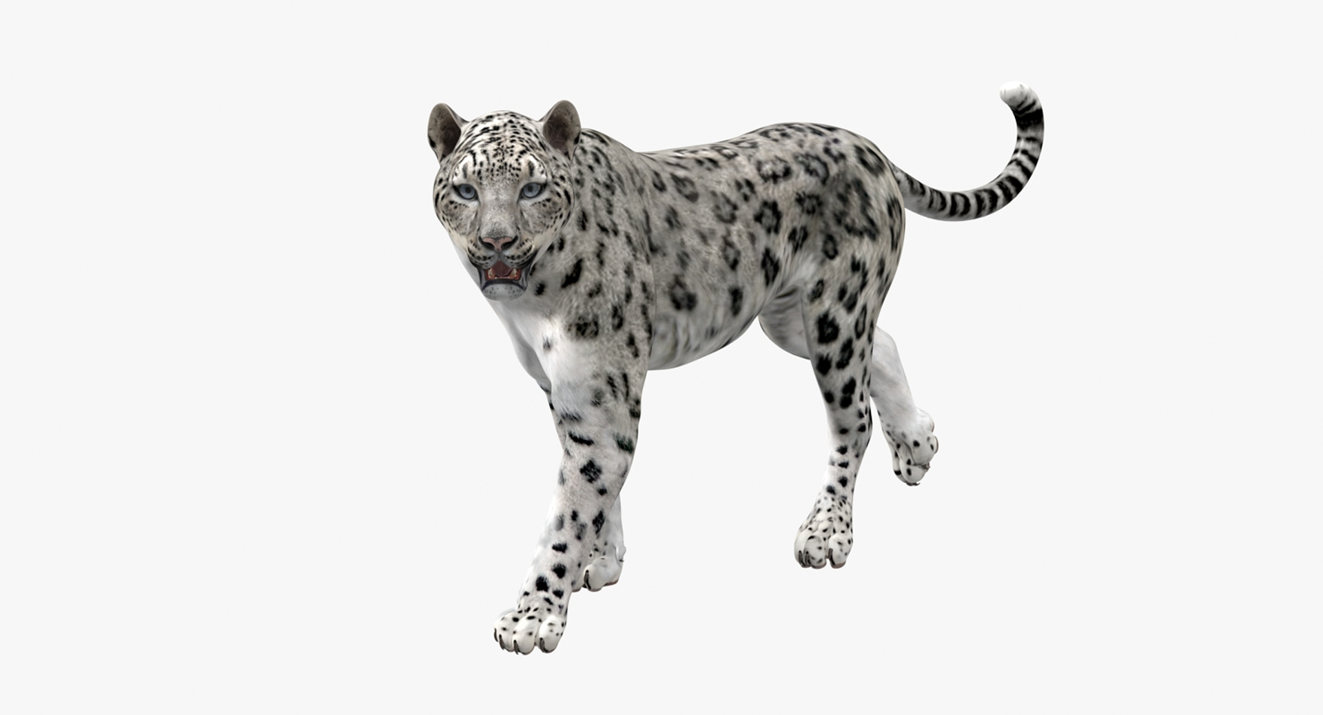 3D Model Snow Leopard Walking Pose - TurboSquid 1297441