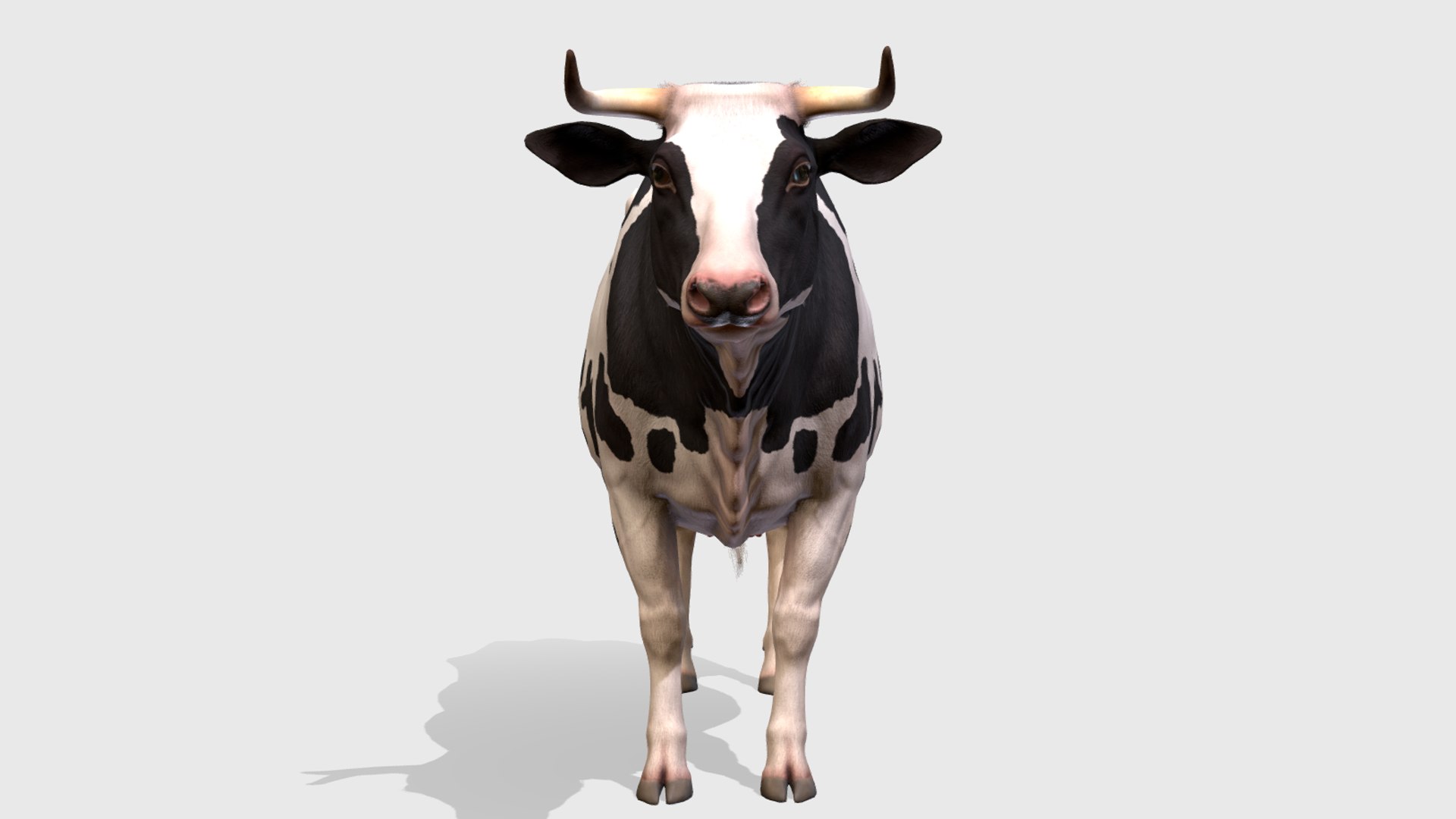 Cow Animations 3D Model - TurboSquid 1636028