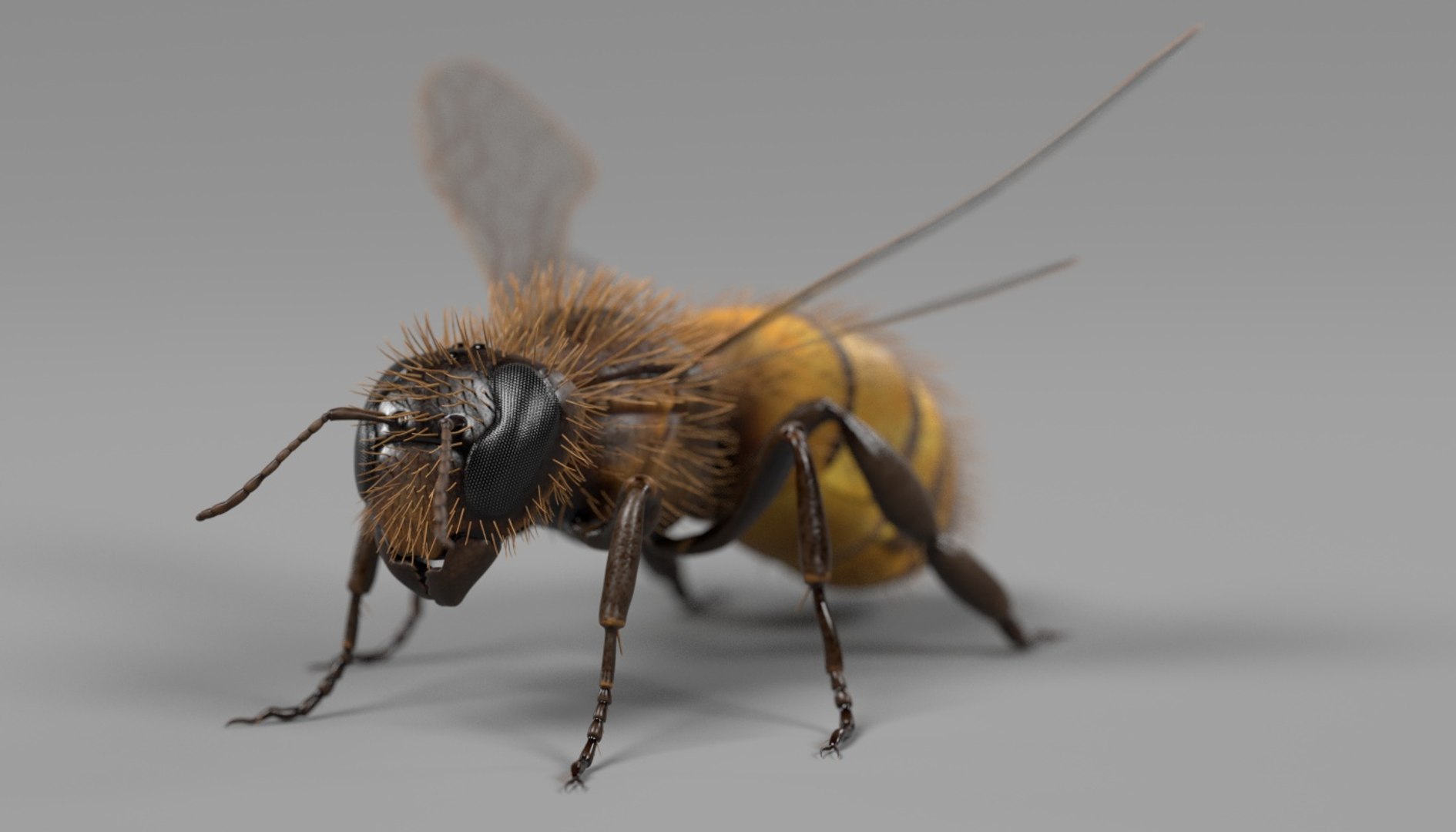 3d Common Bee