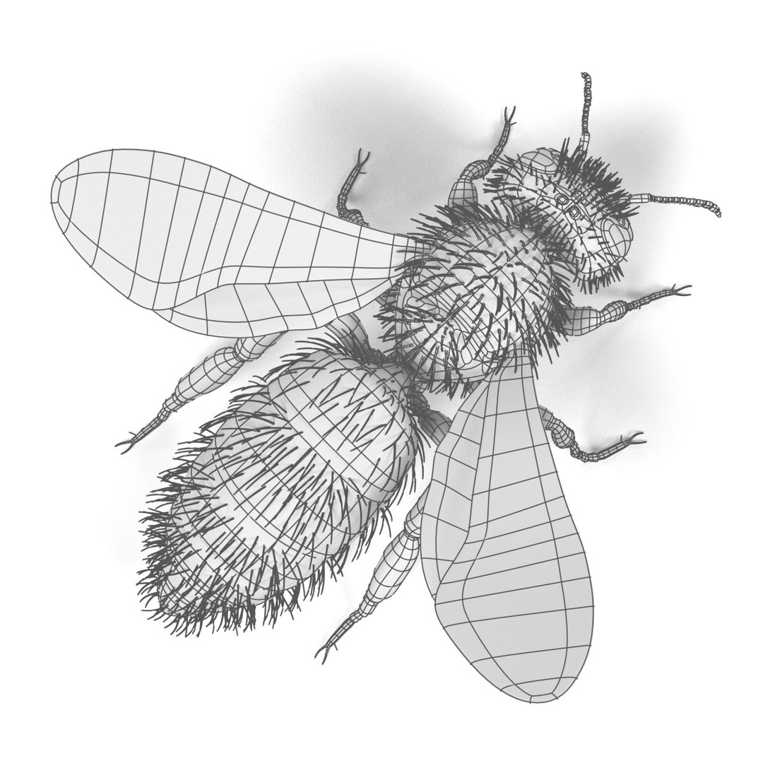 3d Common Bee