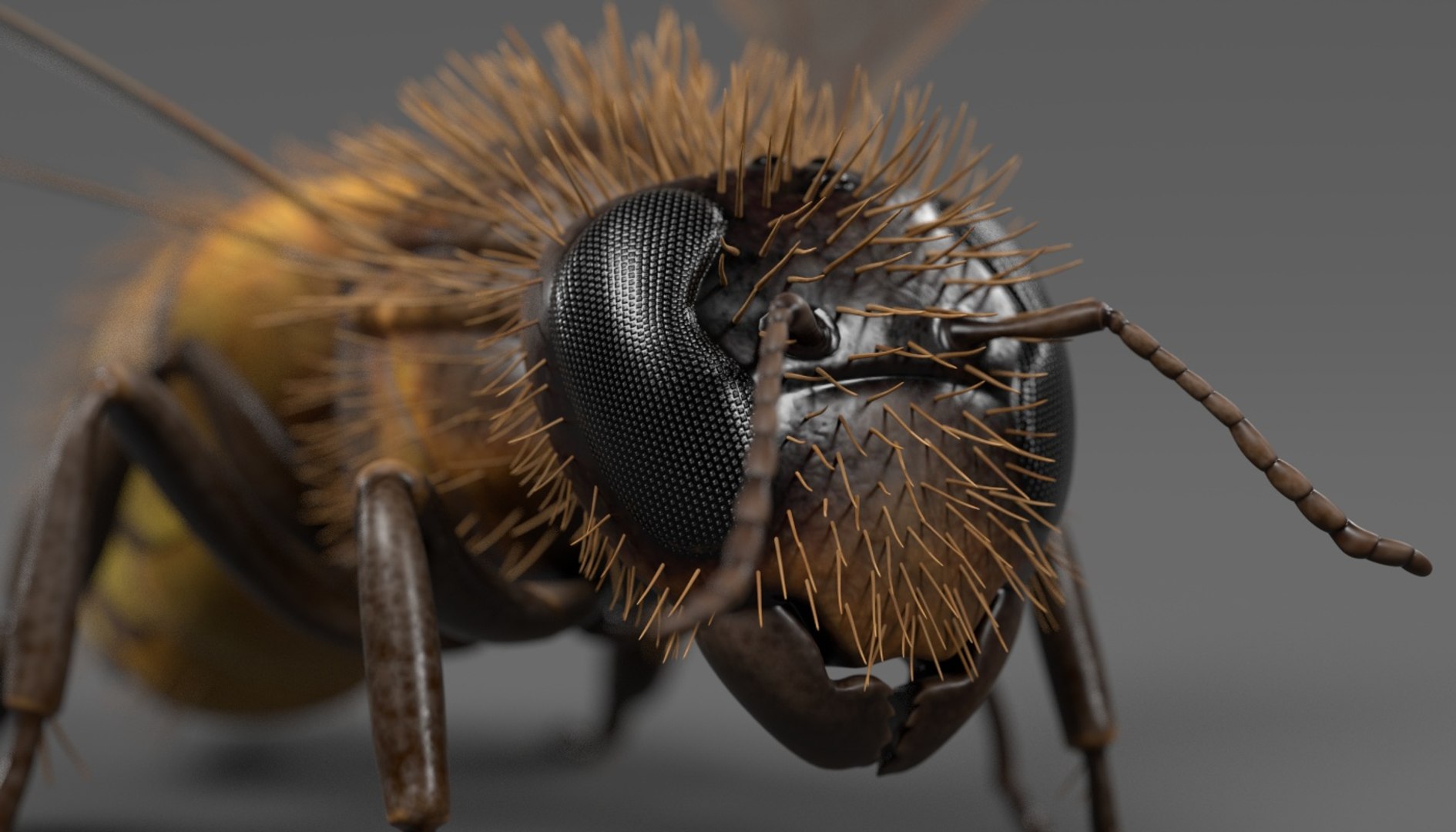 3d Common Bee