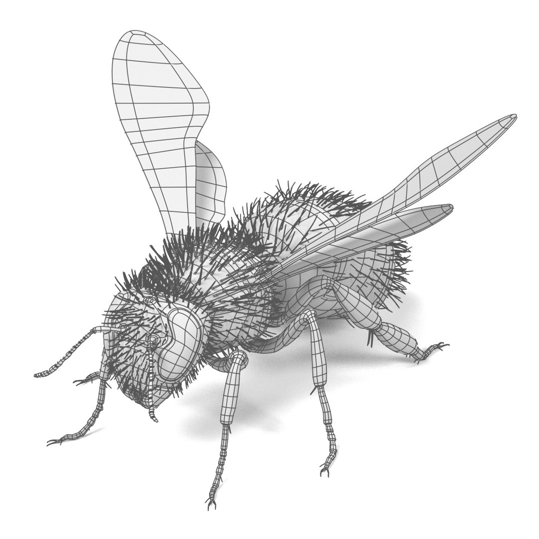 3d Common Bee