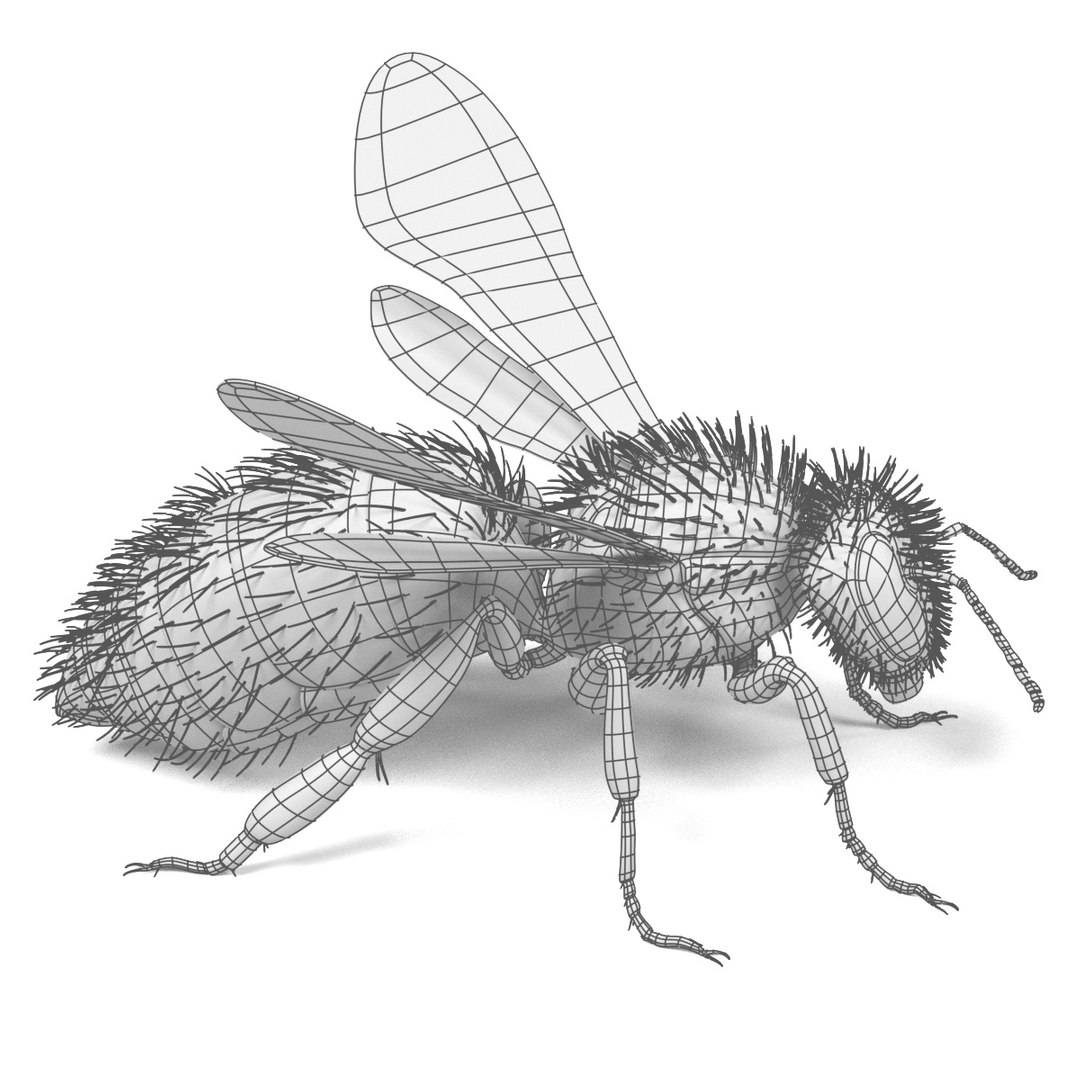 3d Common Bee