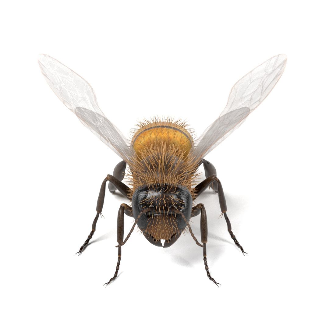 3d Common Bee