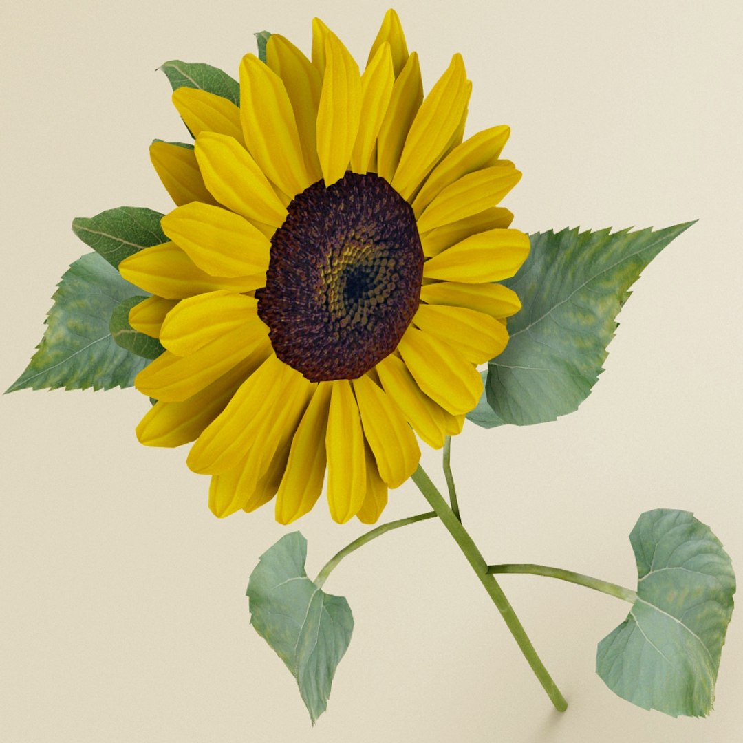 Sunflower Modelled C4d