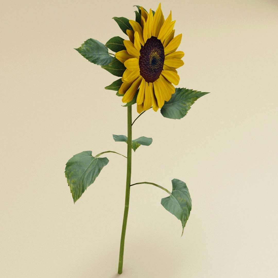 Sunflower Modelled C4d
