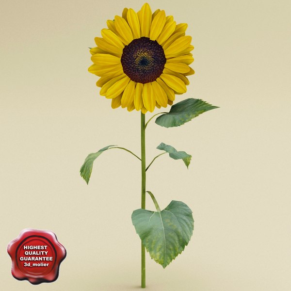 Sunflower 3D Models for Download | TurboSquid