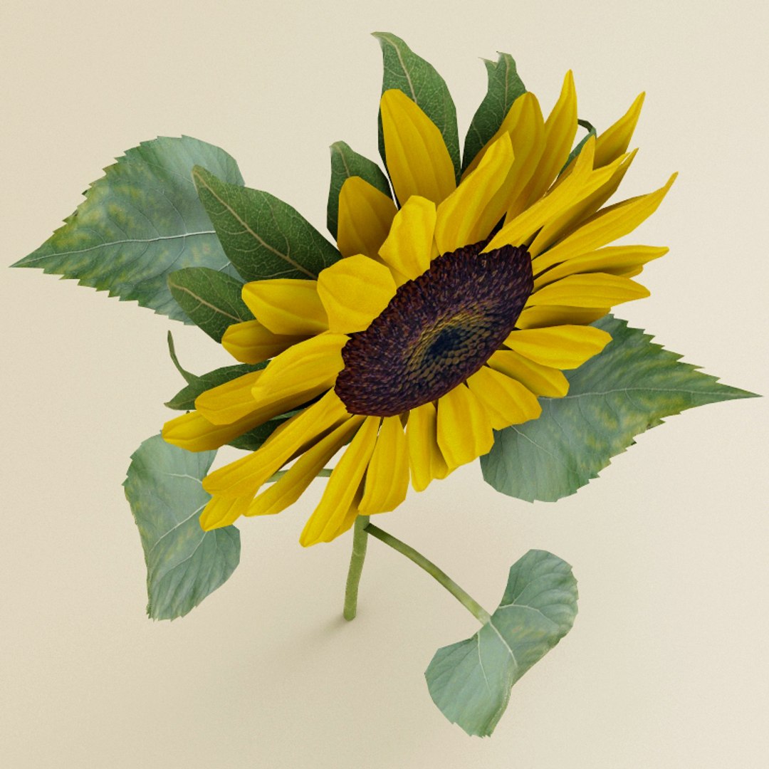 Sunflower Modelled C4d